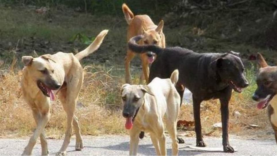 ΕΡΓΑΣΙΕΣ ΠΕΡΙΣΥΛΛΟΓΗΣ ΚΑΙ ΦΙΛΟΞΕΝΙΑΣ ΤΩΝ ΑΔΕΣΠΟΤΩΝ ΖΩΩΝ ΤΟΥ ΔΗΜΟΥ ...