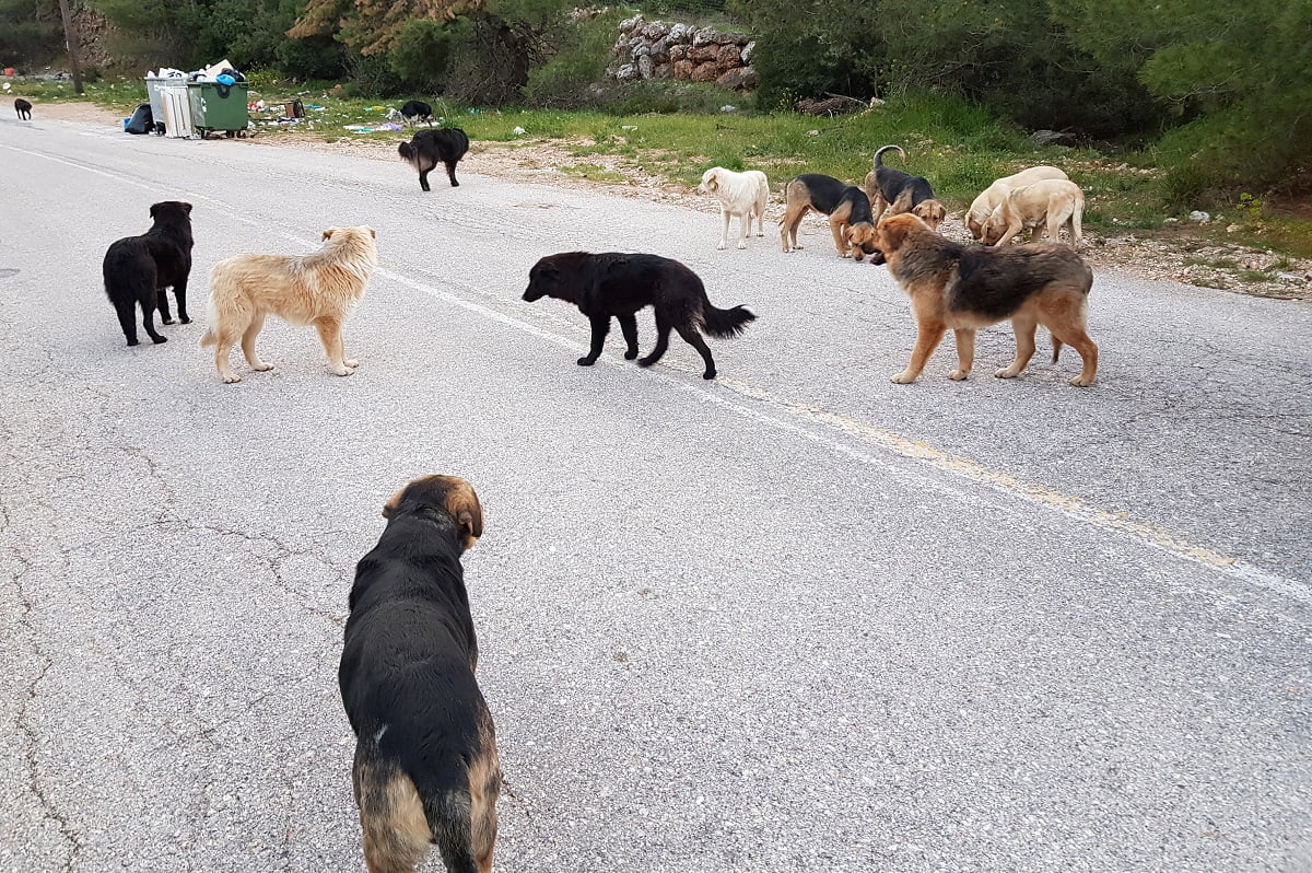 Βίντεο με σκληρές εικόνες – Αγέλη αδέσποτων σκύλων επιτίθεται και ...